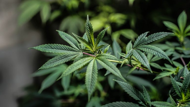 Cannabis Deals and Daily Discounts | BestBüds Woodbury NJ
