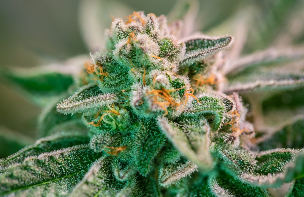 Choosing the Right Cannabis Strain | BestBüds Dispensary
