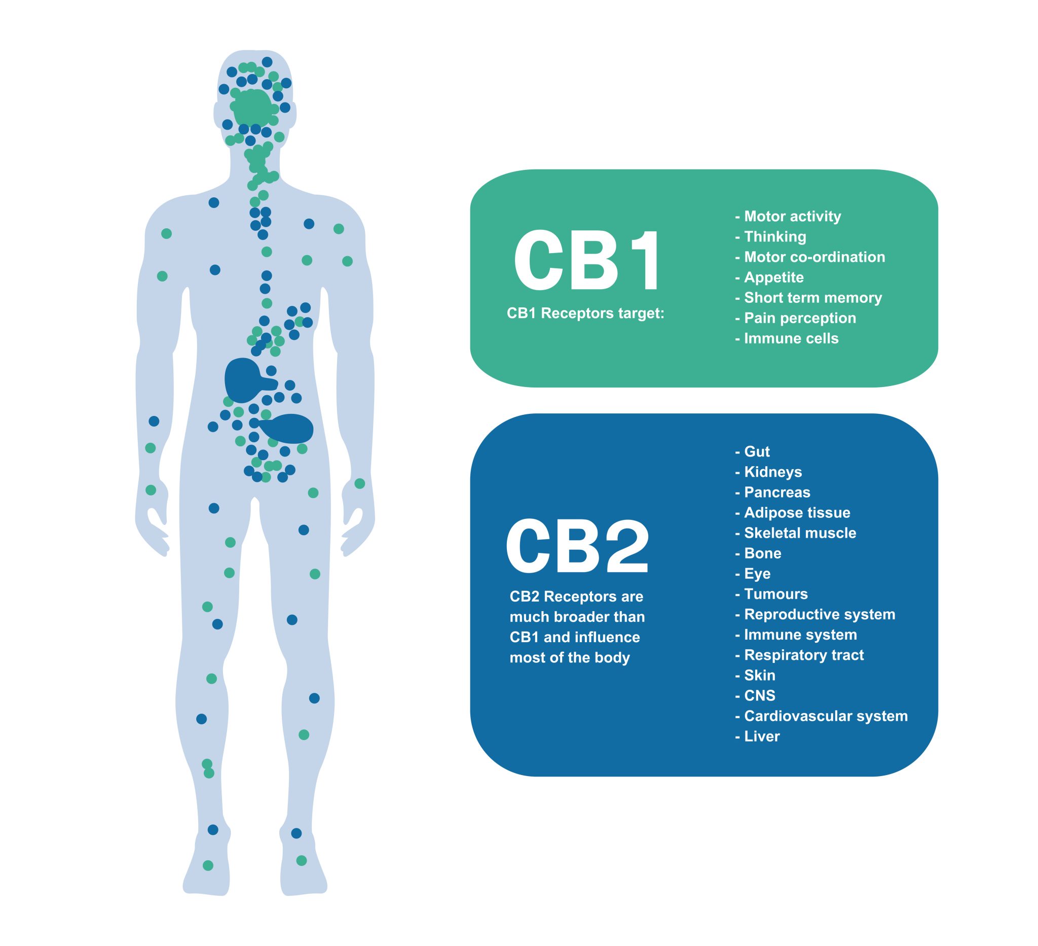 The Endocannabinoid System: How Cannabis Works in Your Body • BestBuds Blog