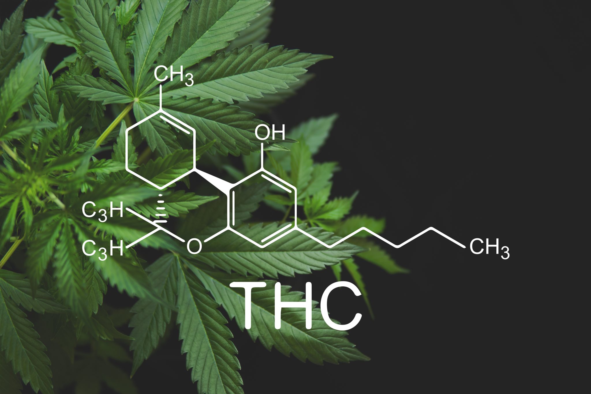 THC vs THCA: Whats the Difference? | BestBüds NJ